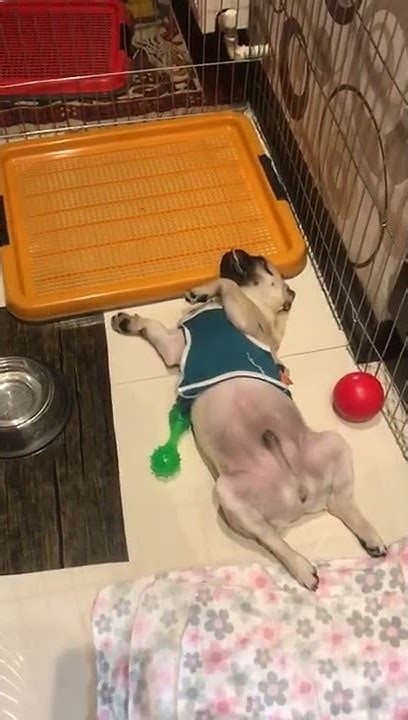 داستانهای خوابیدن اقا ویتو ۵ Youtube