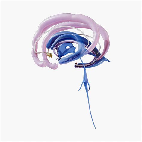 Limbic System Anatomy Medical 3d Model