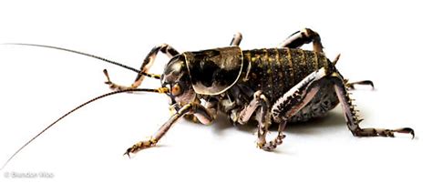 Cyphoderris Monstrosa Bugguidenet