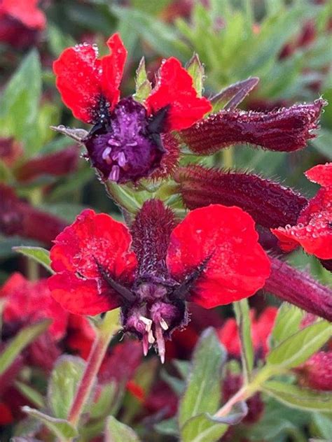 Cuphea Llavea Bat Face Devil Mountain Wholesale Nursery