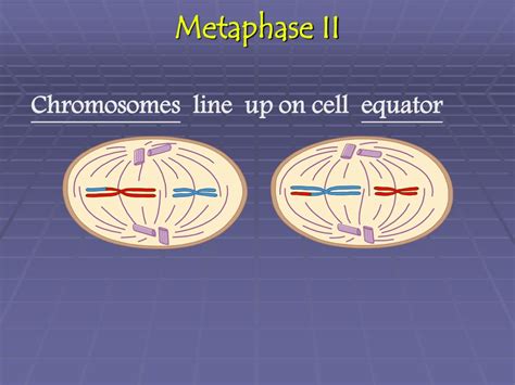 Ppt Meiosis The Process Of Haploid Cell Production Powerpoint
