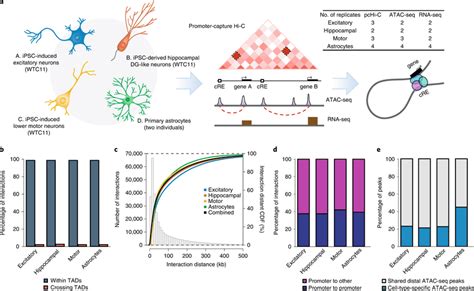 Genome Wide Mapping Of Physical Chromatin Interactions In Functionally