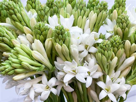 Growing Guide How To Grow Tuberose Polianthes