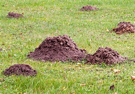 Cepra Landscape News Understanding Gophers Moles And Voles In