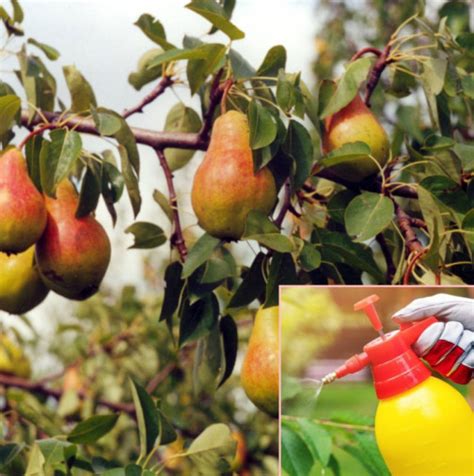 Пръскам овошките в края на октомври с този ЧУДО РАЗТВОР и през лятото се превиват от плод а