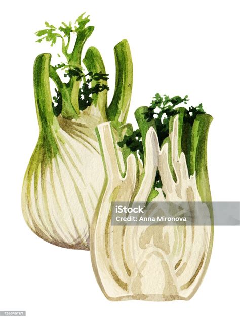 회향 손으로 그릴 수채화 엽서 스티커 백과사전 메뉴 요리 재료에 사용할 수 있습니다 라벨 커버 프린트용 스타일 디자인 건강한