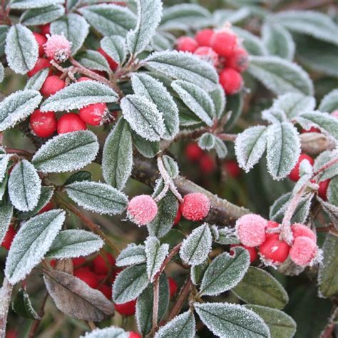 How To Grow Cotoneaster