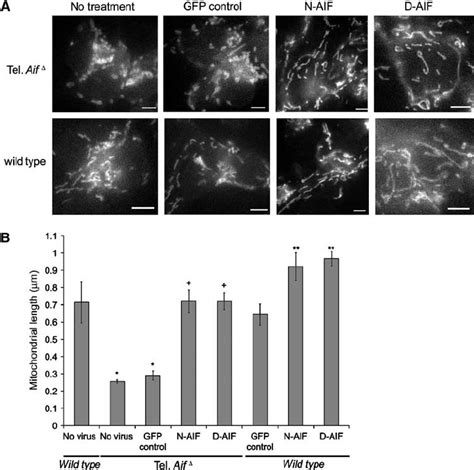 Aif Controls Mitochondrial Structure Cortical Neurons From E155 Tel