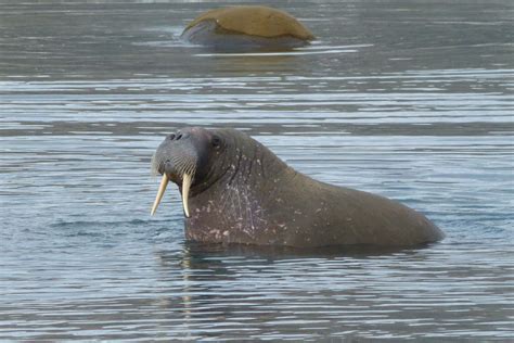 100 Walrus Wallpapers