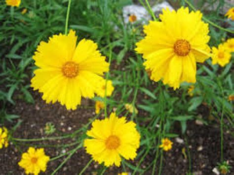 100 Seedscoreopsis Seedswildflower Seedstickseedlanceleafmeadow Seeds World Garden