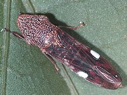 Glassy Winged Sharpshooter