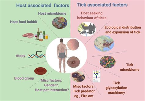 Shocking Discovery Multiple Tick Species Can Trigger Deadly Red Meat