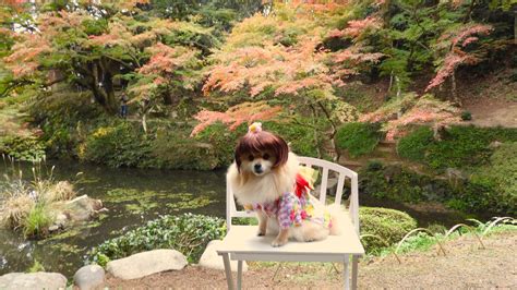 秋の吉水園／加計五サー市 ほにちゃんさんのウォーキングの活動データ Yamap ヤマップ