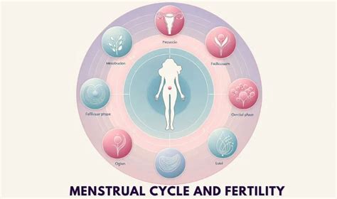 Menstrual Cycle & Fertility: How They're Connected | Selin App