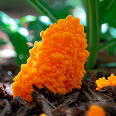 Orange Slime Mold Causes Dangers Prevention And Removal