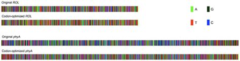 sequence comparison between the original and the codon optimized genes
