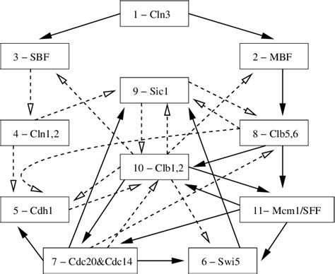 The Yeast Cell Cycle Regulatory Network[3] The Nodes Are Identified By Download High