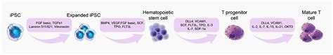 Cmc Production Process Of Ipsc Based Cell Therapy Acrobiosystems