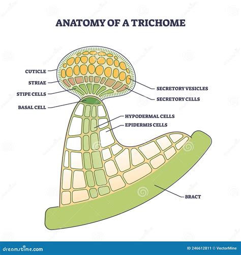 Anatomy Of Trichome With Biological Model Structure Closeup Outline