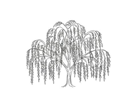 Willow Drawing Stock Illustrations 12892 Willow Drawing Stock