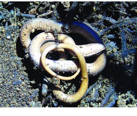 Thanatosis Behaviour By A Juvenile Of Philodryas Chamissonis Wiegmann Download Scientific