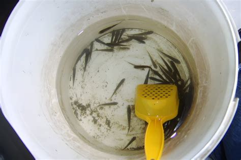 How To Hook A Minnow Without Killing It Complete Guide