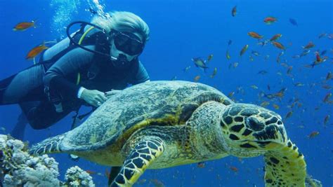 Scuba Diver Woman With Sea Turtle Caretta Stock Image Image Of Environment Blue 238106567