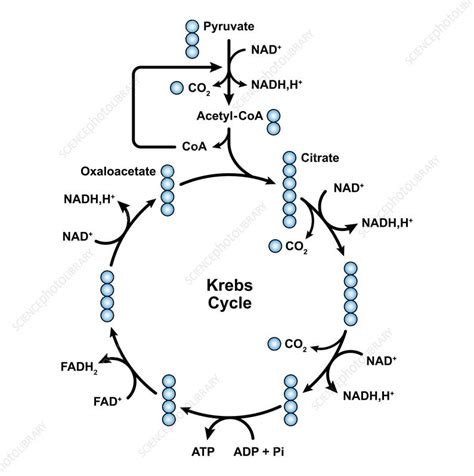 Citric Acid Cycle Illustration Stock Image F Science