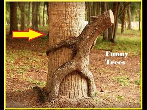 Funny Pictures Funny Trees Amazing Funny Shaped Plants Whatsapp Funny Images Amazing