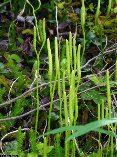 usda plants database