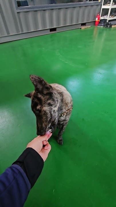 앉아 손 하이파이브 앉아 무음수신호명령 귀여운 Cute 개천재 Youtube