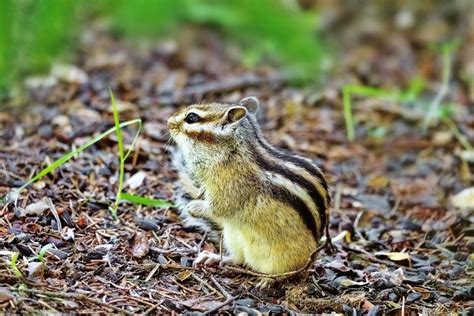 What To Feed A Chipmunk Everything To Know About Their Diet My