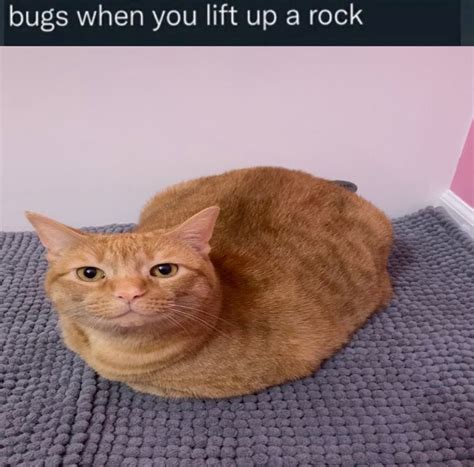 Stupid Cat Silly Cats Funny Cats Cat Memes Funny Memes Ugly Cat Silly Images Goober Cat