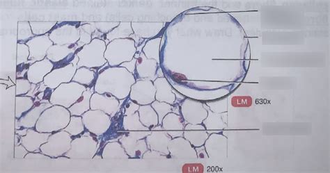 Adipose Tissue Diagram Quizlet