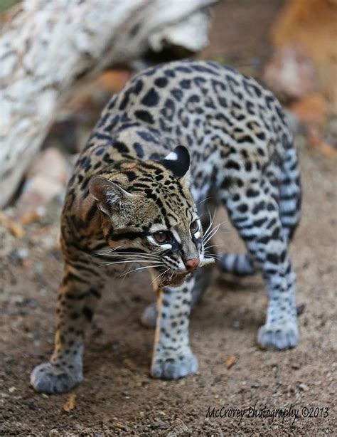 Ocelot With A Fish A Captivating Image