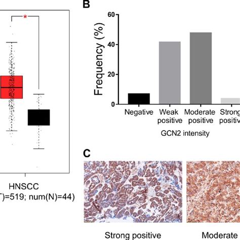Gcn2 Expression In Hnscc Patient Tissues A The Distribution Of Hnscc