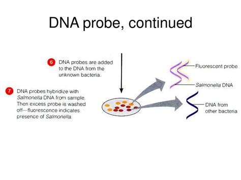unit 3c microbial genetics ppt download