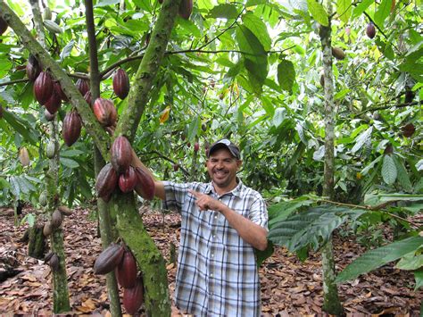 Cocoa Beans In Field Cocoa Beans In Field