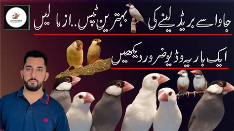 java sparrow breeding tips laiq khan birds information youtube