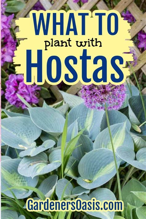 Hosta Companion Plants What To Plant With Hostas Shade Garden