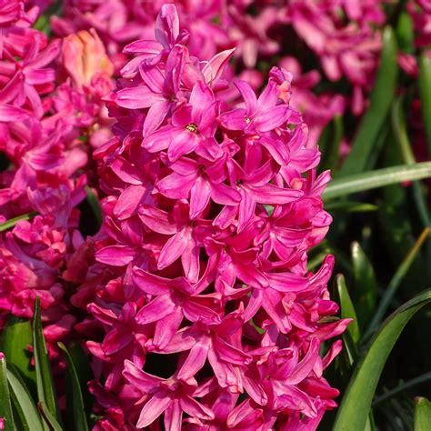 Jacinthe Jan Bos Hyacinthus X Orientalis Variété Précoce Très