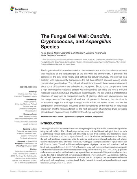 Pdf The Fungal Cell Wall Candida Cryptococcus And Aspergillus Species