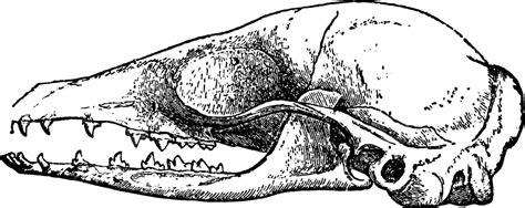 Eupleres Goudotivintage Illustration Vintage Line Mongoose Vector Vintage Line Mongoose Png