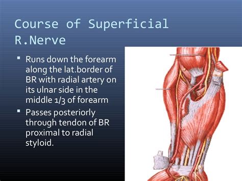 Radial Nerve Course And Relations Applied Anatomy