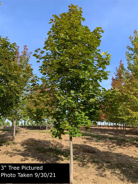 Commemoration® Maple Tree Plant Inventory Goodmark Nurseries