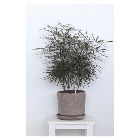 Urban Gardener 아랄리아 😍 어반가드너 작업실 사무실 인테리어