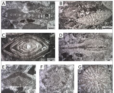 G 3 Benthic Foraminifera Of The Uromieh Section A