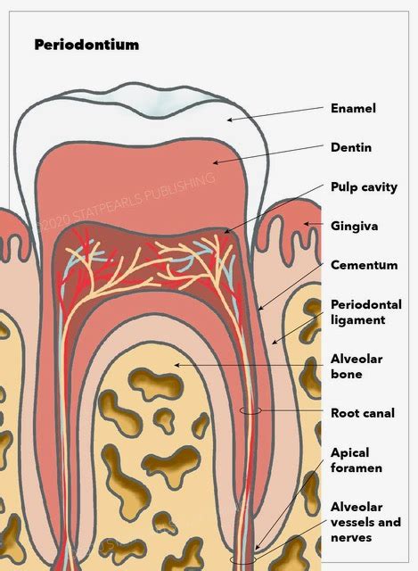 Histology Periodontium Treatment And Management Point Of Care