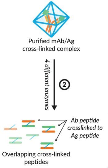 Cross Linking Mass Spectrometry Xl Ms