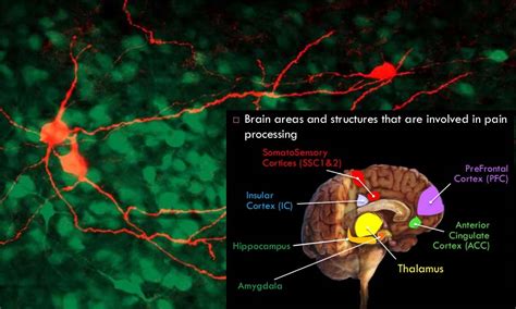 Insular Cortex Process Strong Feelings As Fear Or Bodily Discomfort Insular Cortex Process Strong Feelings As Fear Or Bodily Discomfort